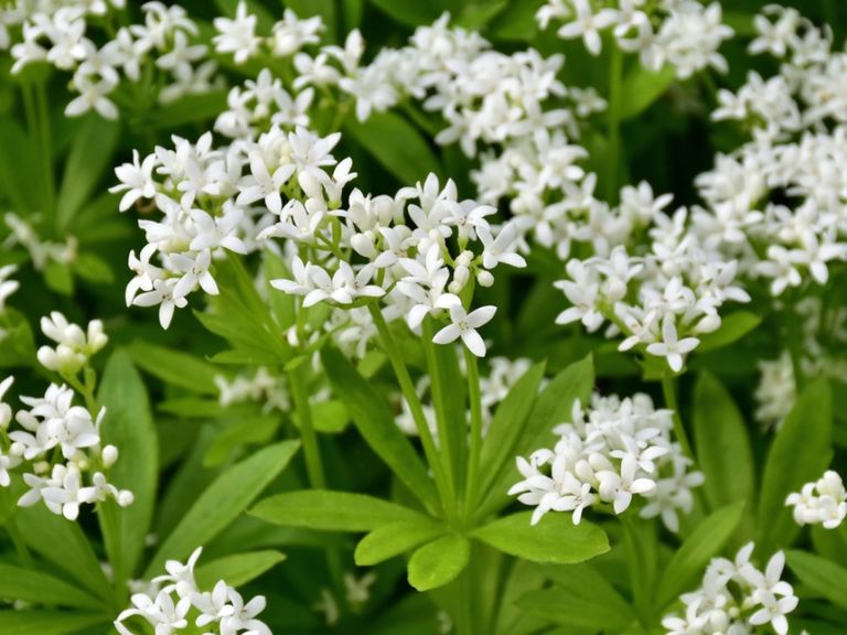 Sweet Woodruff Care: How To Grow Sweet Woodruff Ground Cover ...