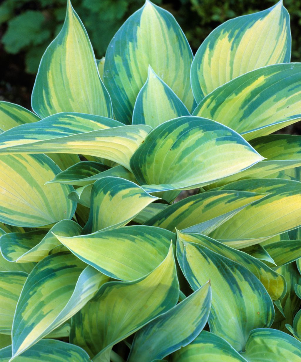 Best perennial plants for pots: 16 beautiful varieties | Homes and Gardens