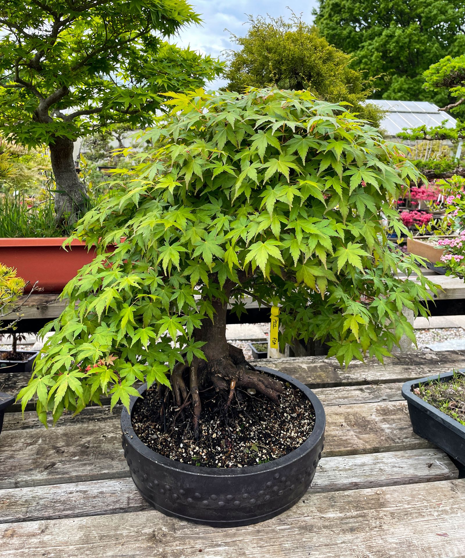 Top Trees For Containers: 8 Compact Varieties For Pots | Gardening Know How
