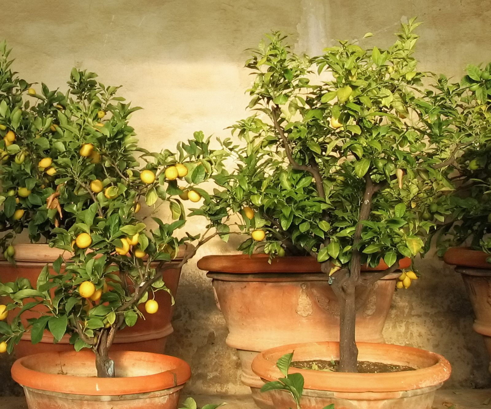 What is a paradise garden? Design ideas for your yard | Homes and Gardens
