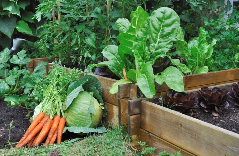 Vegetable Companion Planting — Crops That Grow Well Together | Livingetc