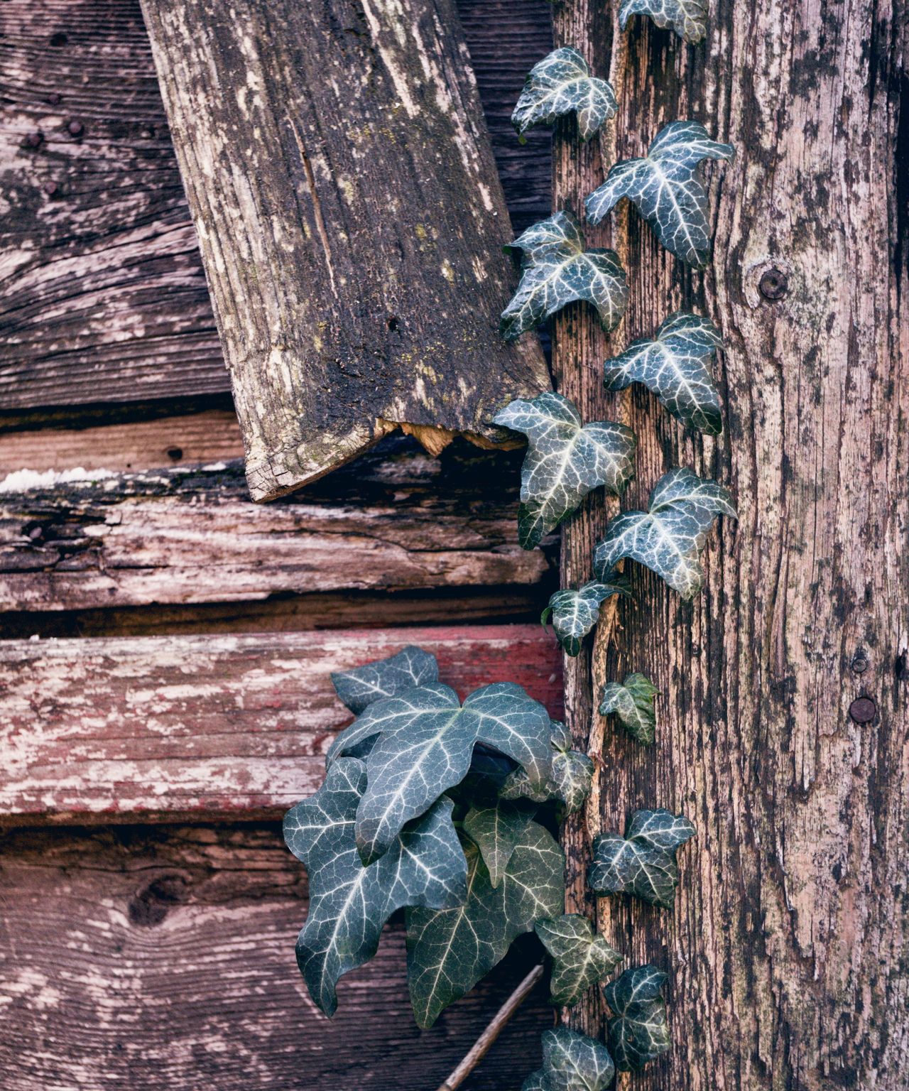 How to get rid of ivy on a fence: 3 simple steps | Homes and Gardens