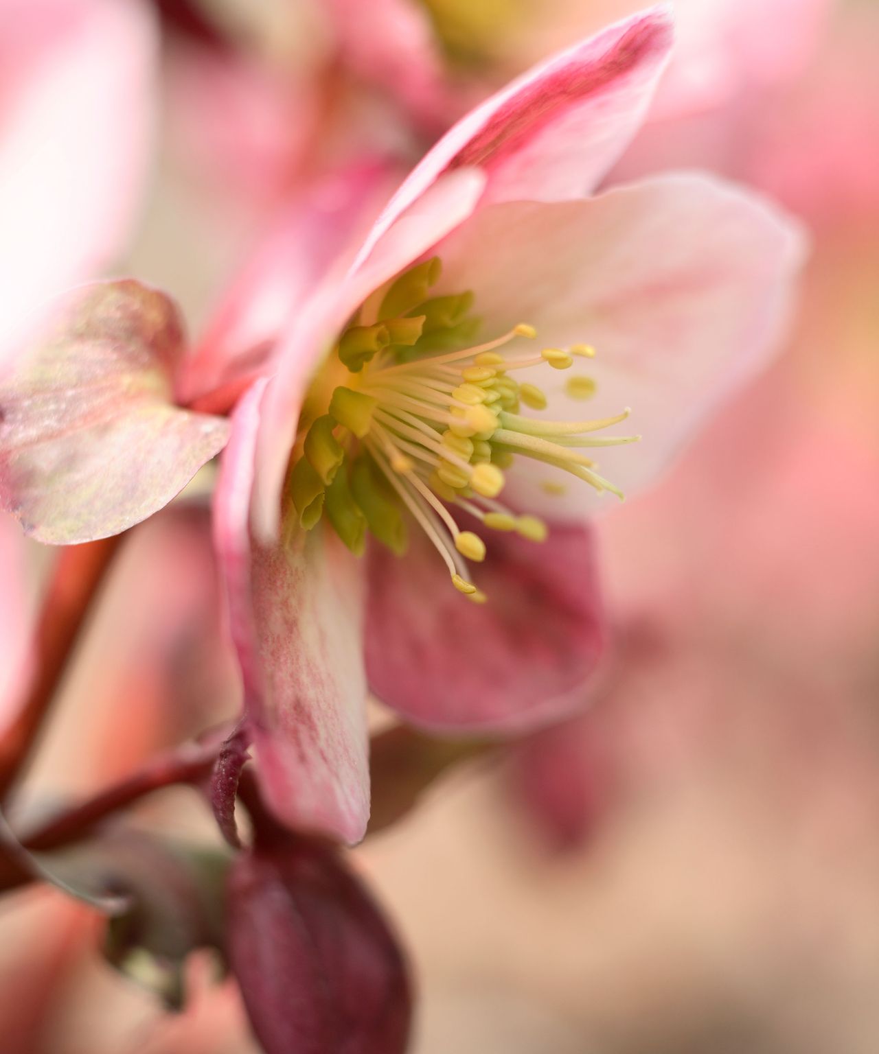 Hellebores care and growing guide: tips for these plants | Homes and ...