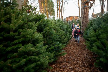 19 best Christmas tree farm locations in the UK for a festive family ...