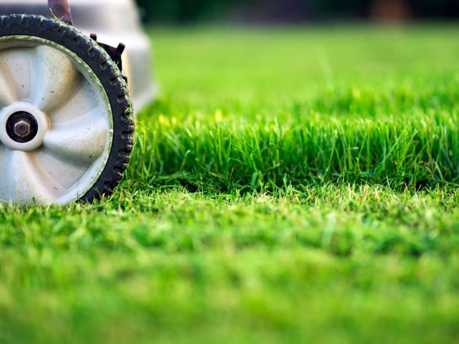 What Is Lawn Scalping – What To Do When Your Lawn Looks Scalped ...