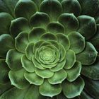 Dandelion Plant History And Facts | Gardening Know How