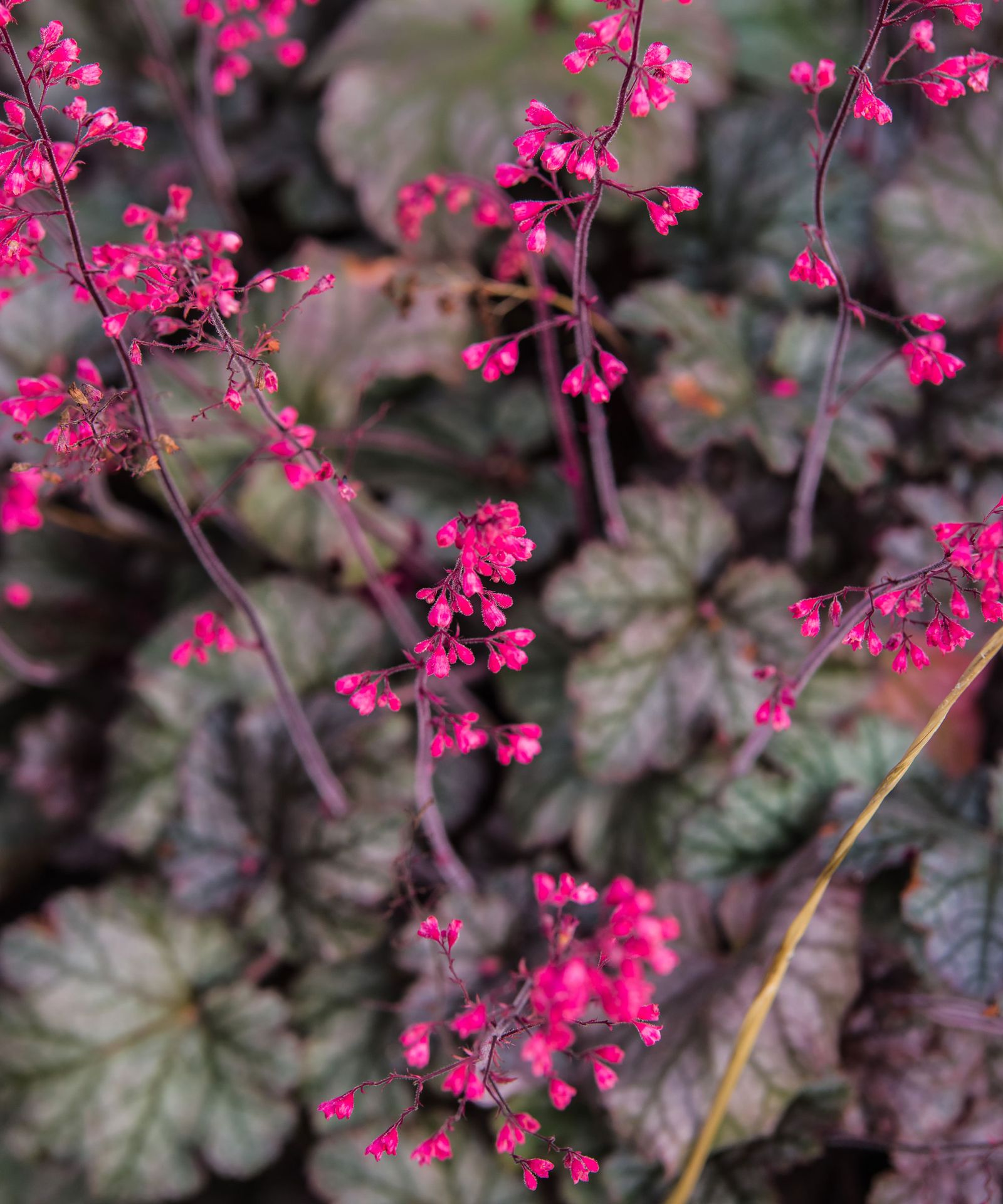 Tubular Flowers For Hummingbirds: 9 Tube-Flowered Plants | Gardening ...