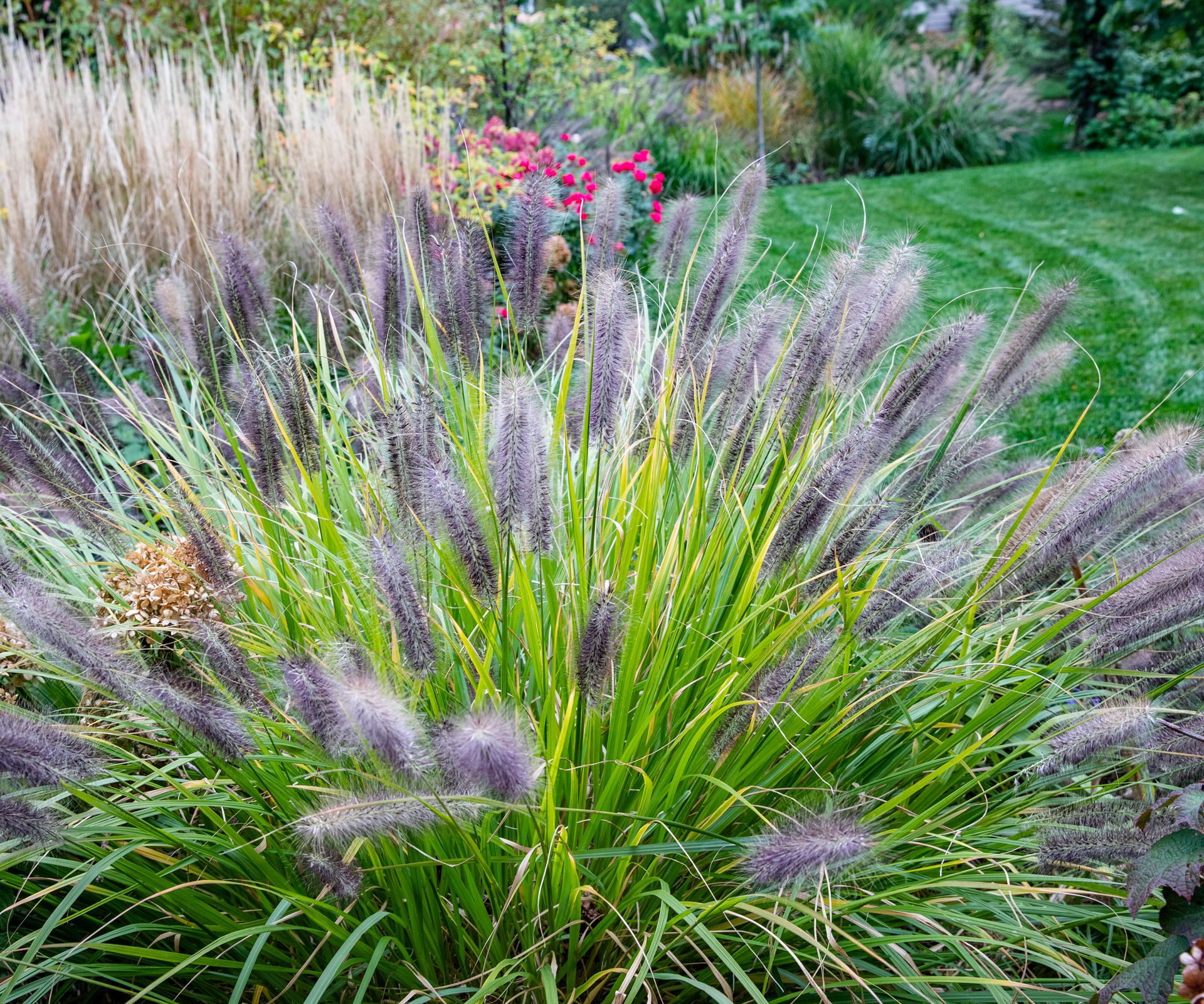4-Season Low Maintenance Ornamental Grasses | Gardening Know How