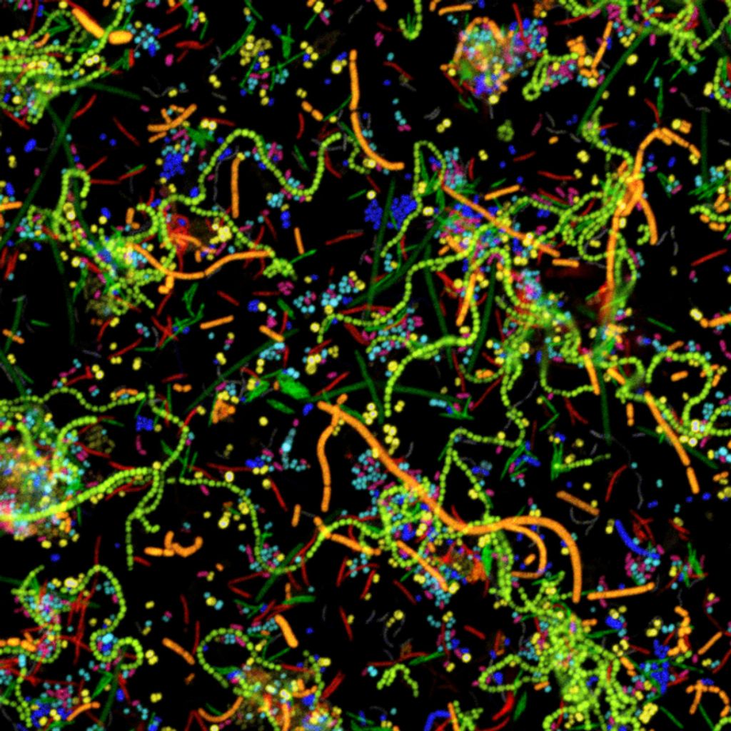 Magnificent Microphotography: 50 Tiny Wonders | Live Science