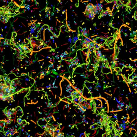 Magnificent Microphotography: 50 Tiny Wonders | Live Science