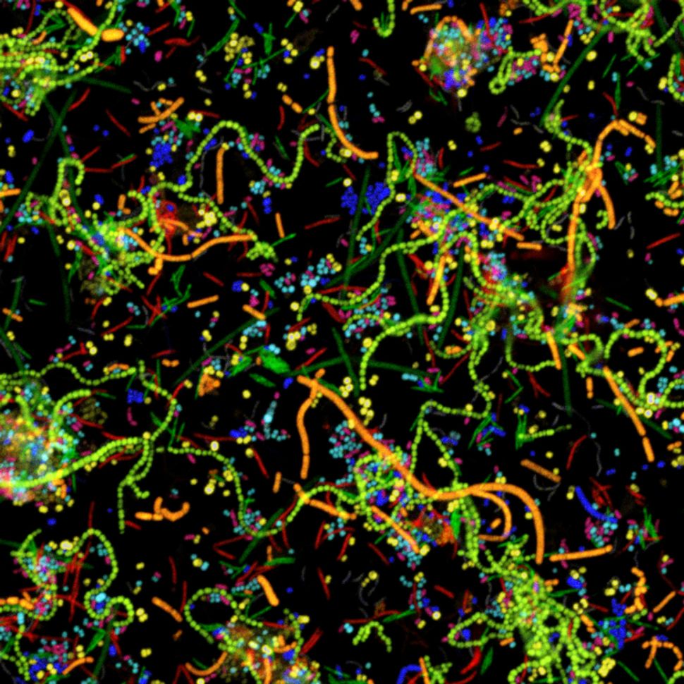 Magnificent Microphotography: 50 Tiny Wonders | Live Science