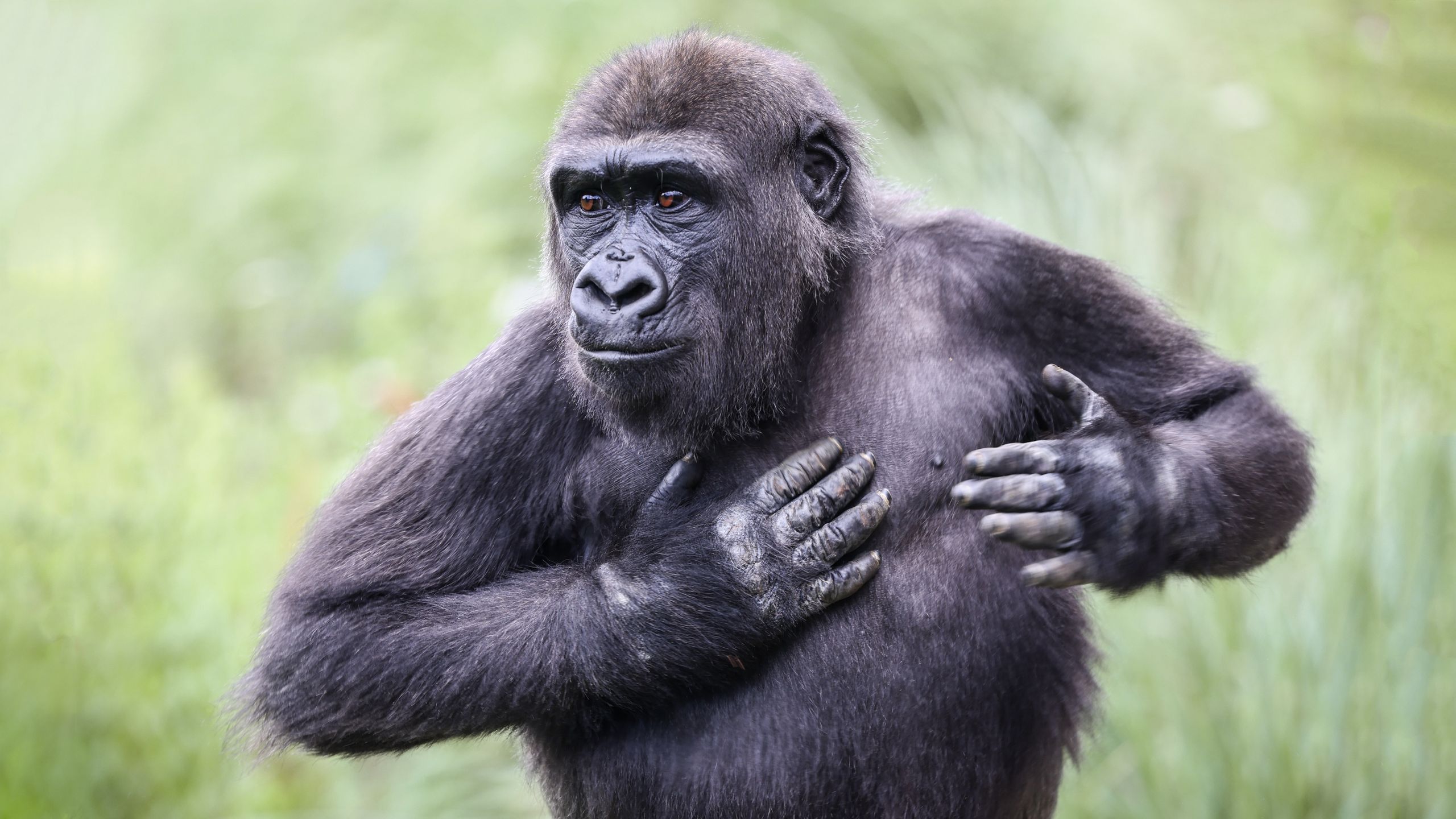 The Canon EOS R5 is a CHEAT CODE for wildlife photography | Digital ...