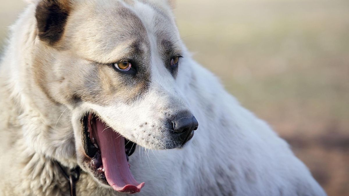 10 signs a dog is stressed | PetsRadar