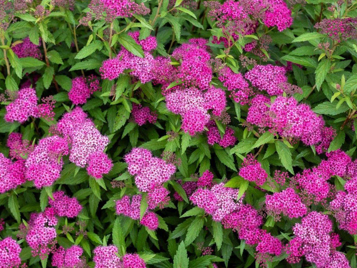 Low Maintenance Bushes: Beginner Shrubs For Easy Landscaping ...