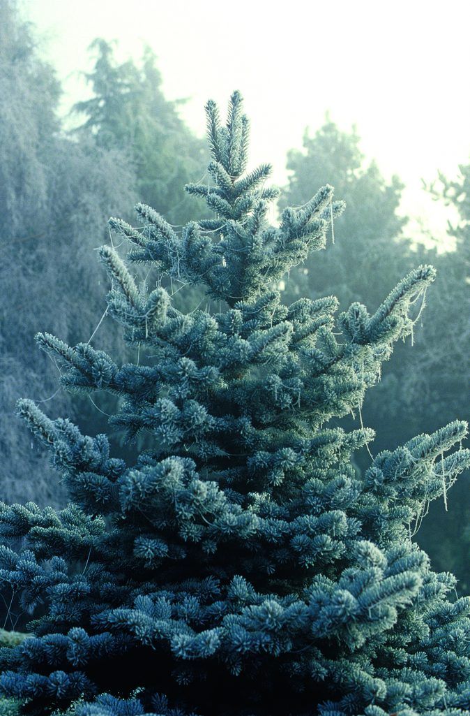 Grow your own Christmas tree: Alan Titchmarsh on what to plant and ...