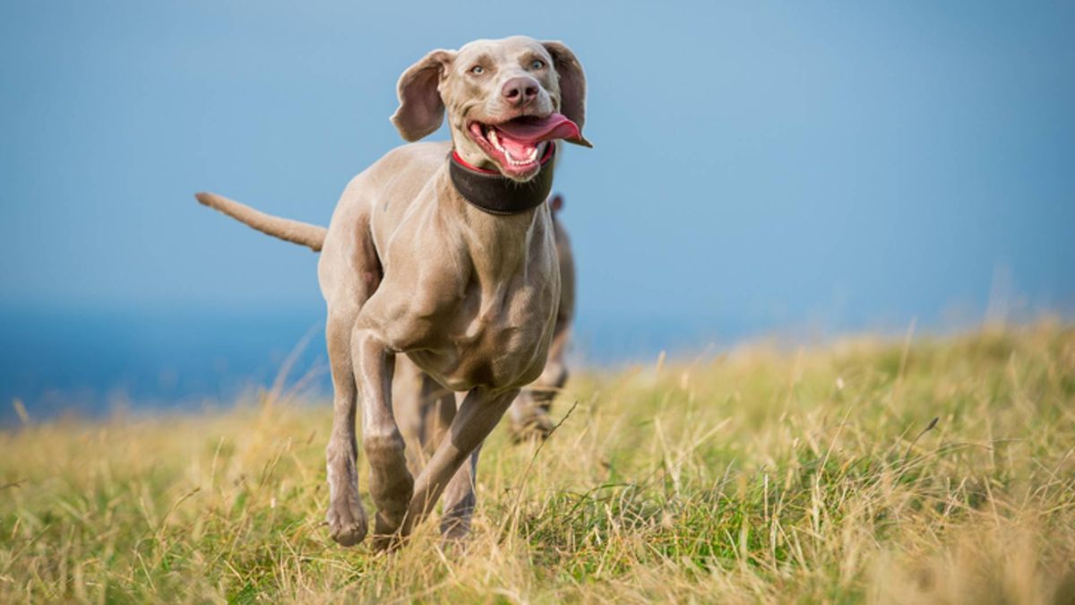 10 athletic dog breeds that were born to run and play | PetsRadar