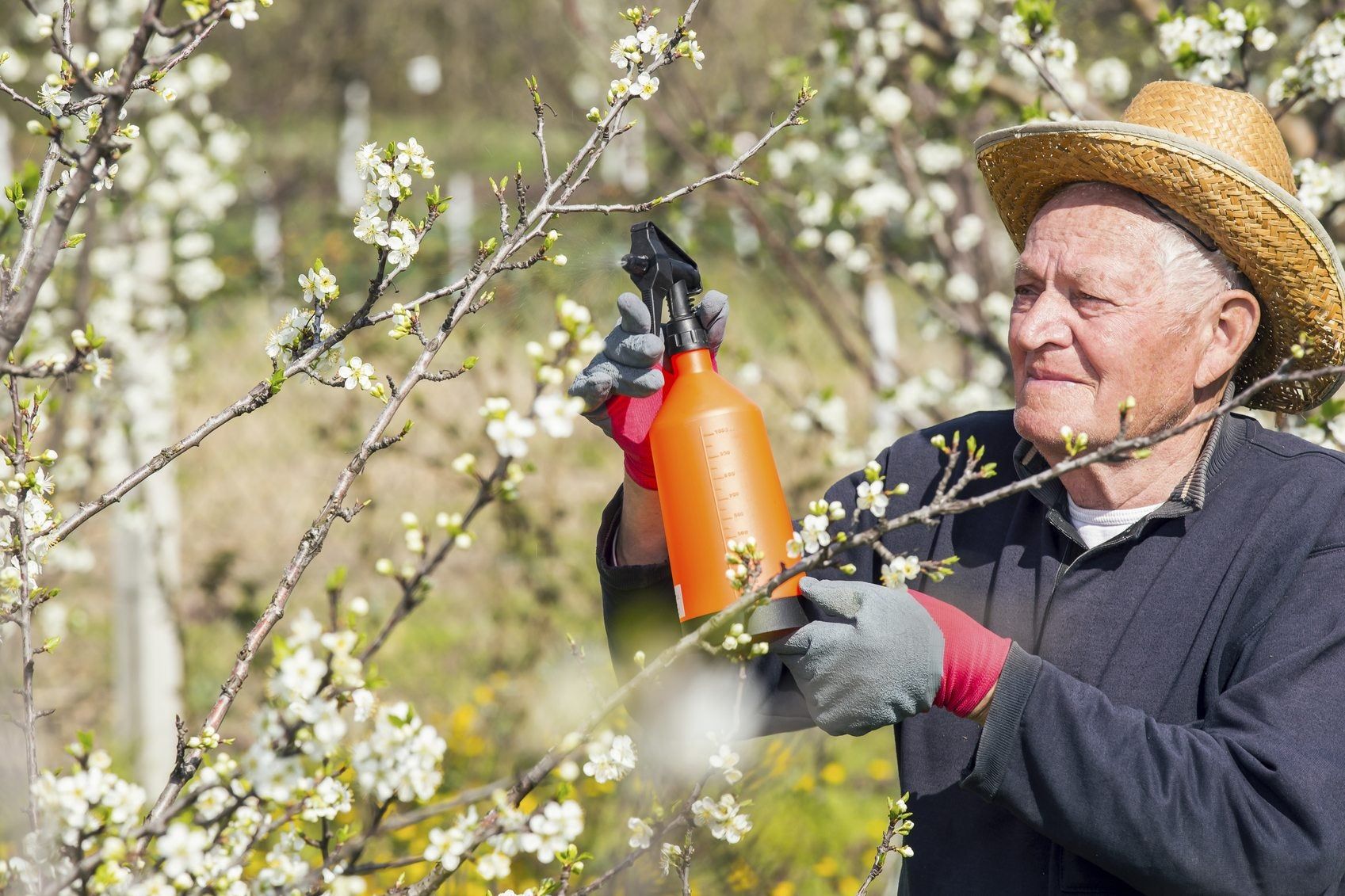Spraying Plum Trees - When And What To Spray On Plum Trees | Gardening ...