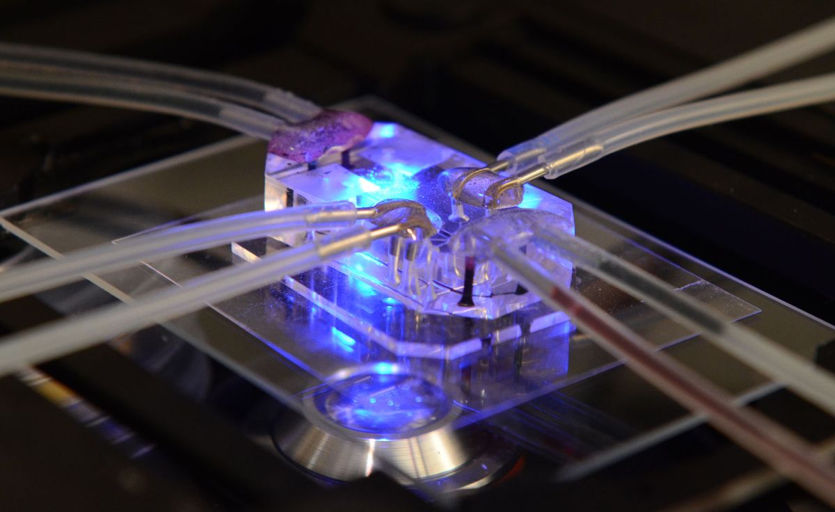 Best of both worlds: Medical ’Organs-on-Chips’ wins 2015 Design Museum ...