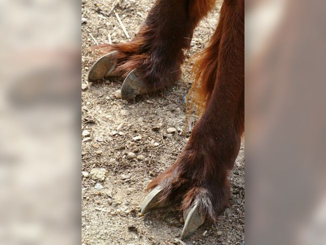 13 Extremely Weird Animal Feet | Live Science