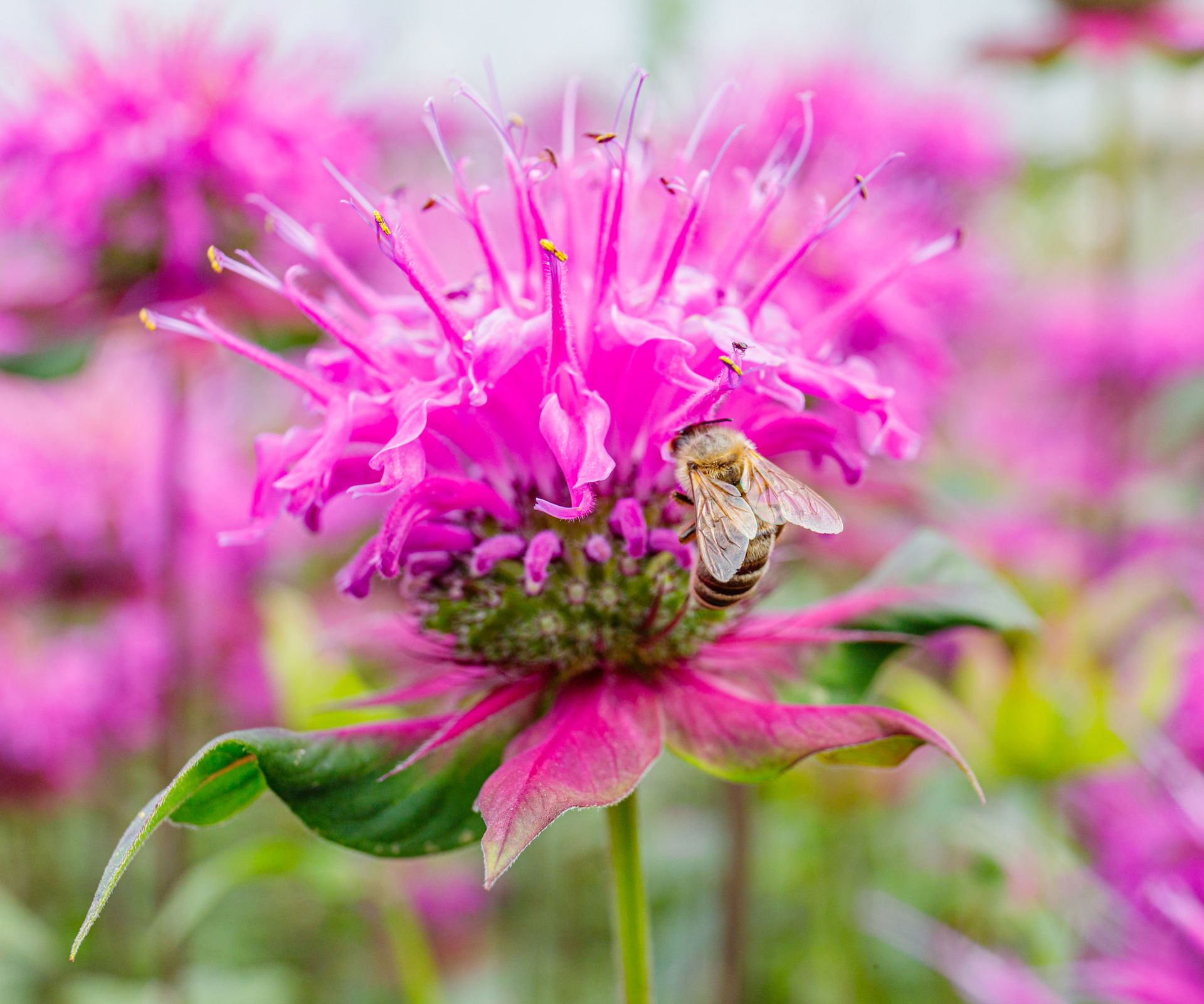 Best Nectar-Producing Plants For Honey Bees And Other Pollinators | Gardening Know How