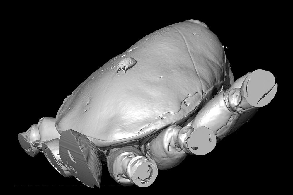 Ancient Mite Caught Hitching Ride on Spider | Live Science