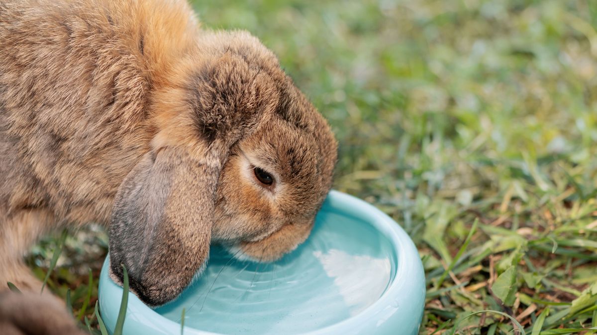 Interesting rabbit facts: 10 fascinating finds about bunnies | PetsRadar
