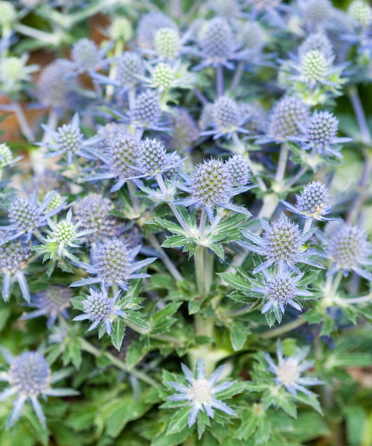 Sea holly varieties: 16 types of eryngium to grow yourself | Gardeningetc