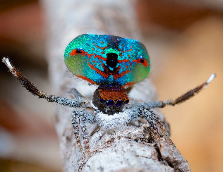 Incredible Photos of Peacock Spiders | Live Science