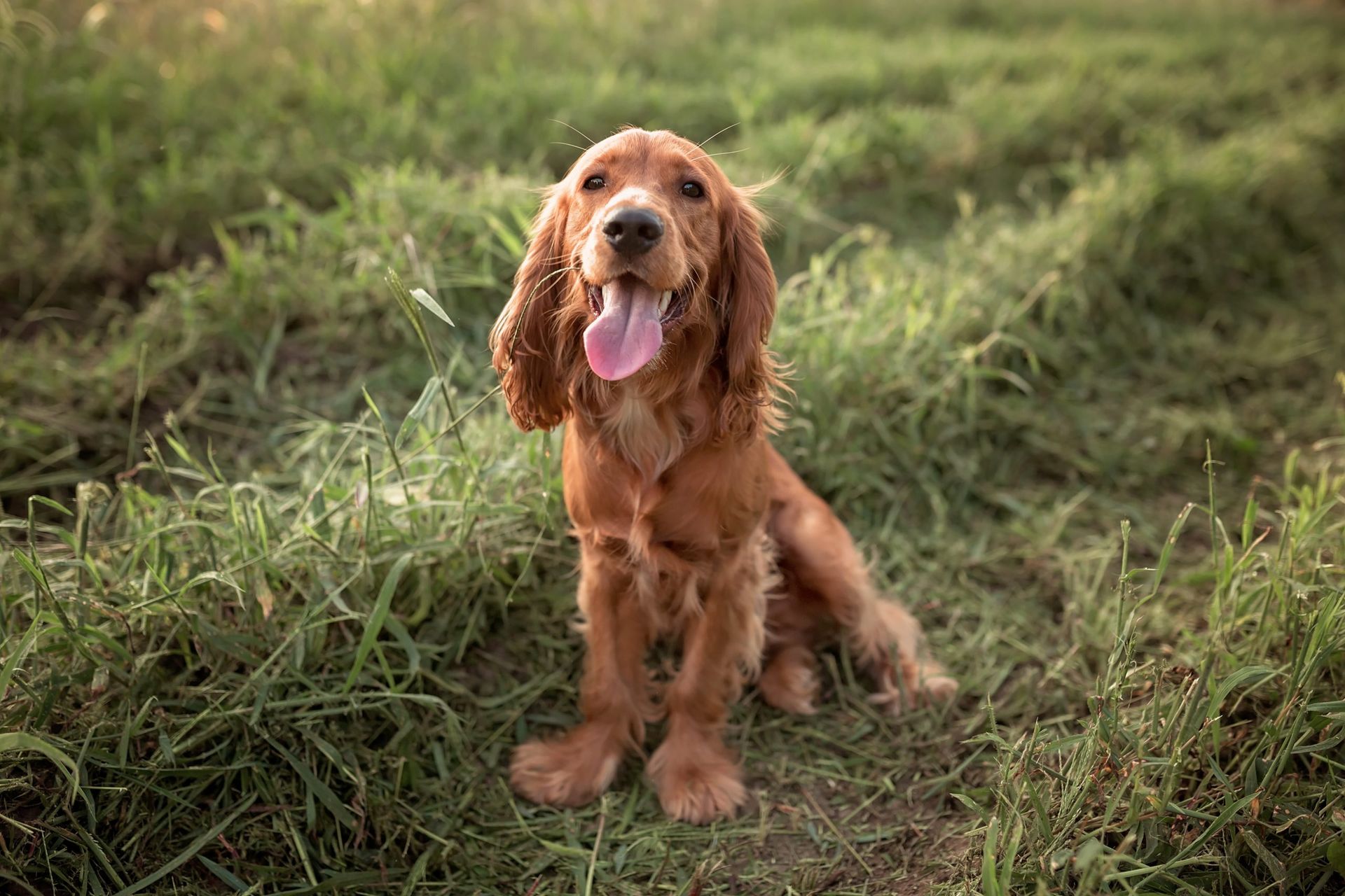 The changing face of Britain's favourite dogs, decade by decade ...