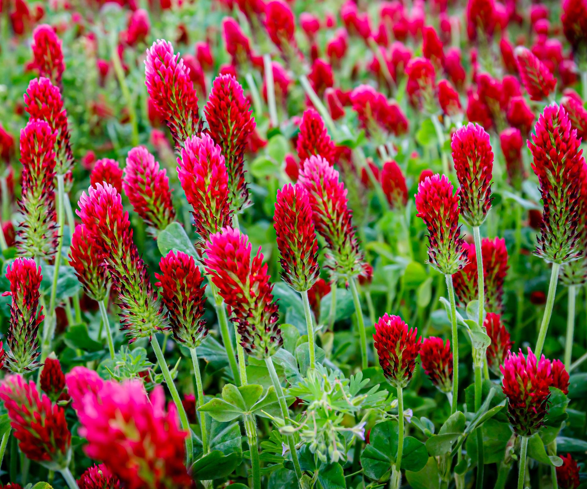 5 Best Cover Crops To Restore Your Garden Soil After Summer | Gardening ...