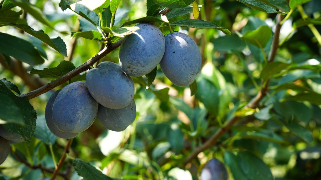 How to prune a plum tree: easy steps to keep cordon, bush or pyramid ...