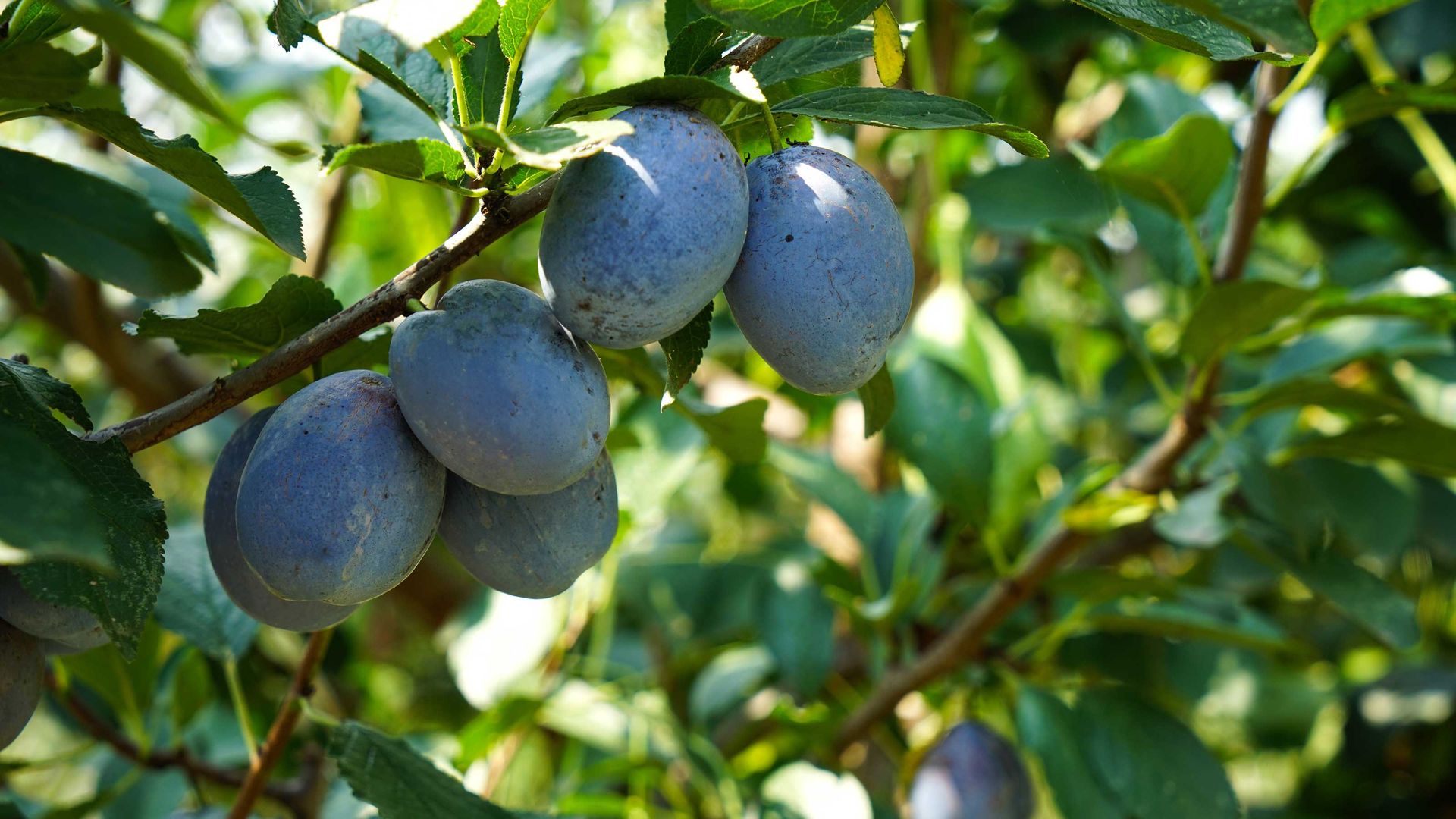How to prune a plum tree: easy steps to keep cordon, bush or pyramid ...