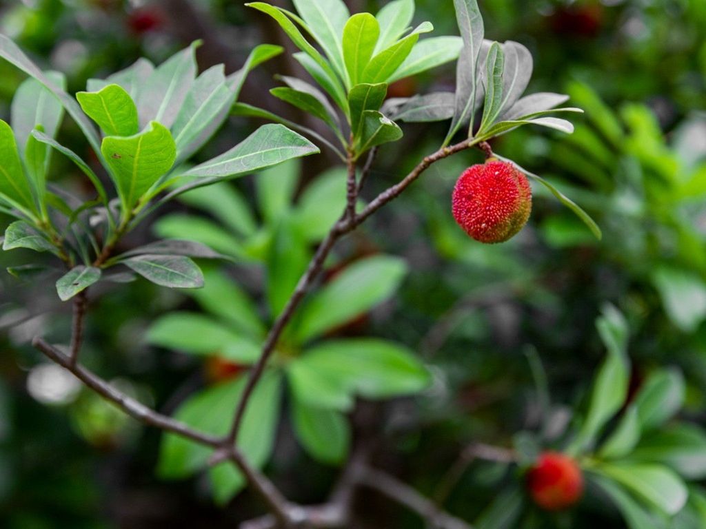 What Is Yangmei Fruit - Learn About Growing Chinese Bayberry Plants ...