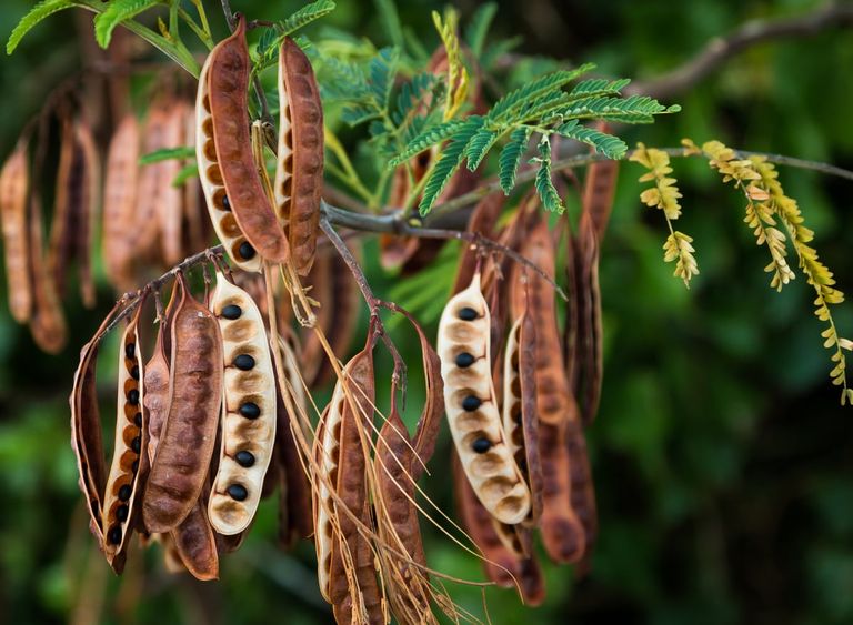 Acacia Seed Propagation: Learn About Growing Acacia From Seed ...