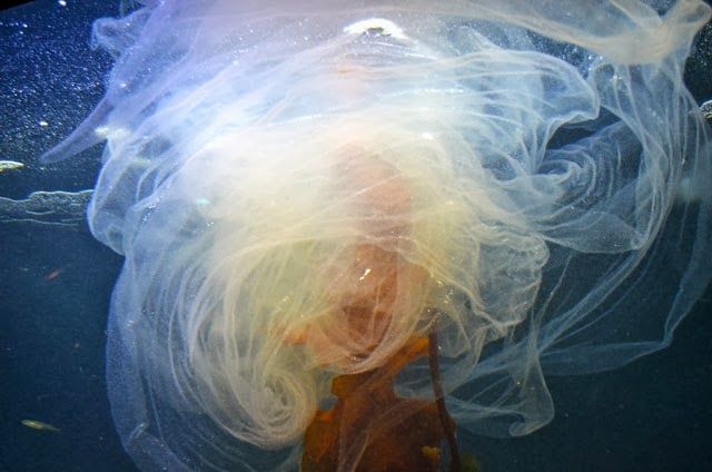 Images: A Monkfish's Ethereal Veil of Eggs | Live Science