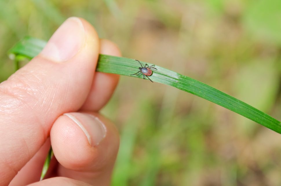 10 ways to avoid summer tick bites | Live Science