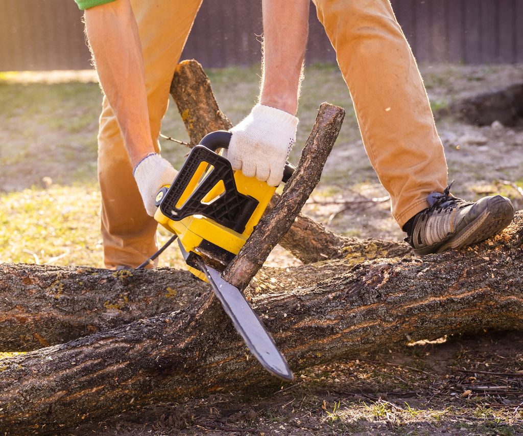 Cutting down a tree: The rules and regulations | Homebuilding
