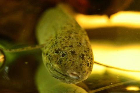 Why the Platypus Will Never Have a Stomach | Live Science