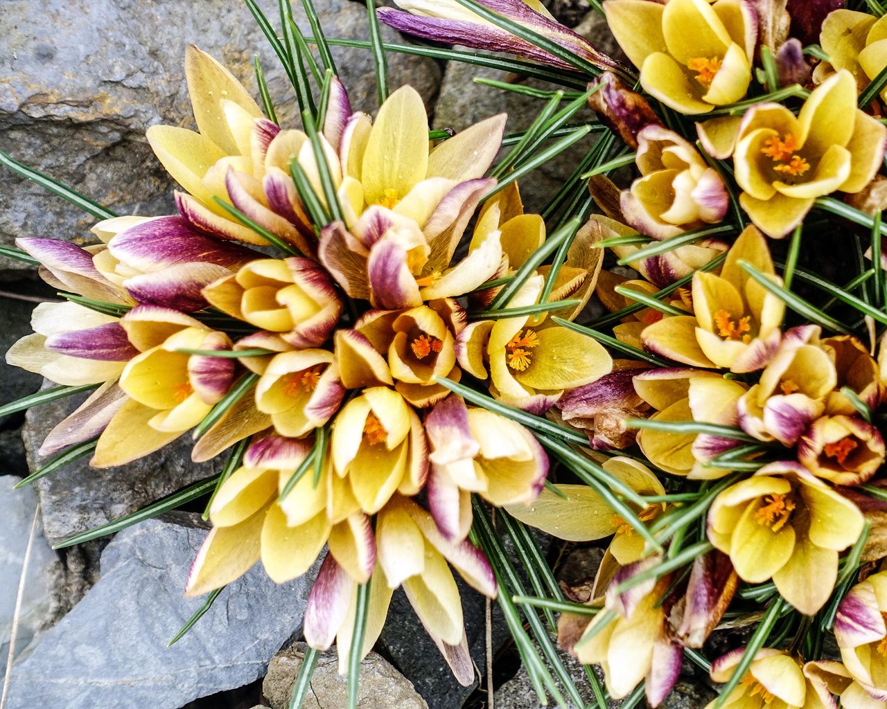 Plants for rockeries: 16 top choices for rock gardens | Gardeningetc