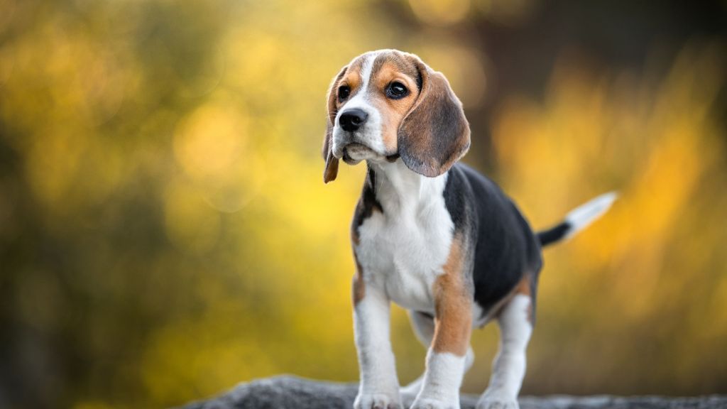 Best family dog breeds for families of all shapes and sizes | PetsRadar