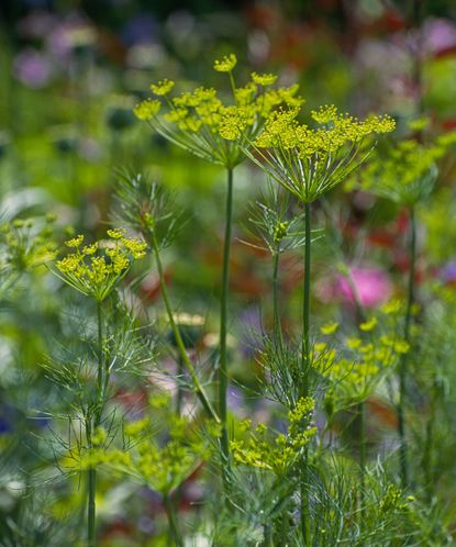 How to grow dill: expert tips for cultivating this tasty herb ...