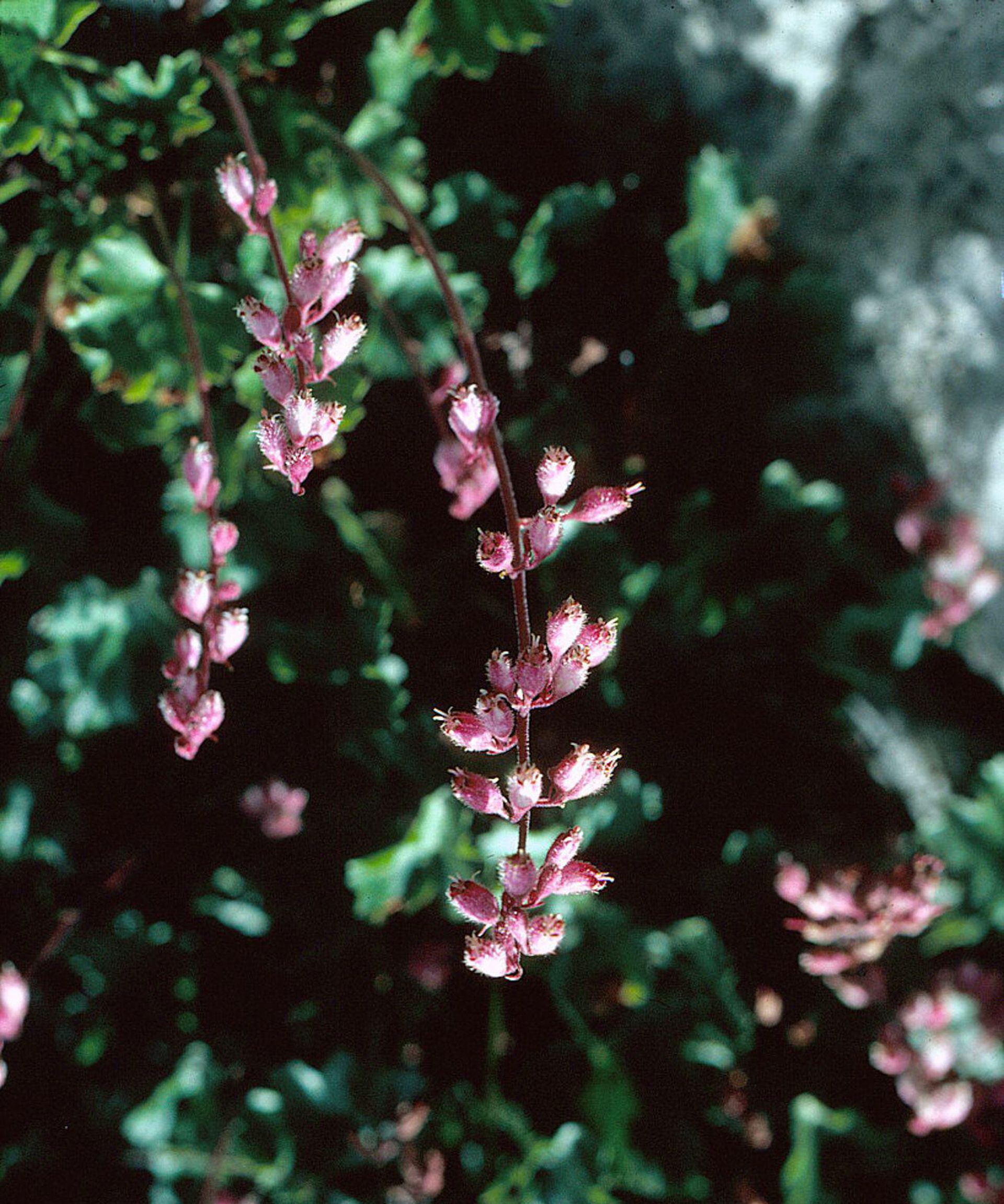 Plants for rockeries: 16 top choices for rock gardens | Gardeningetc