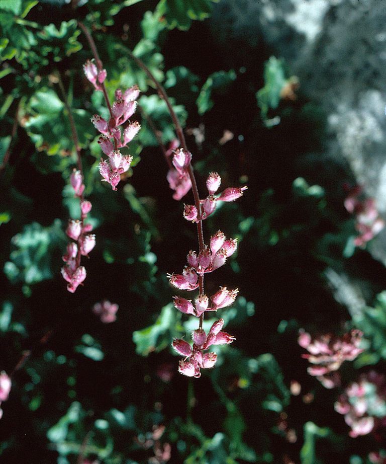 Plants for rockeries: 16 top choices for rock gardens | Gardeningetc