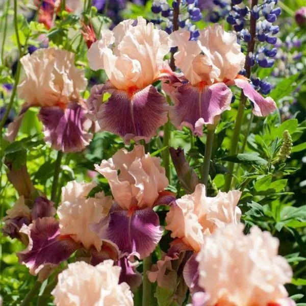 How to grow bearded irises: with expert gardening advice | Homes and ...