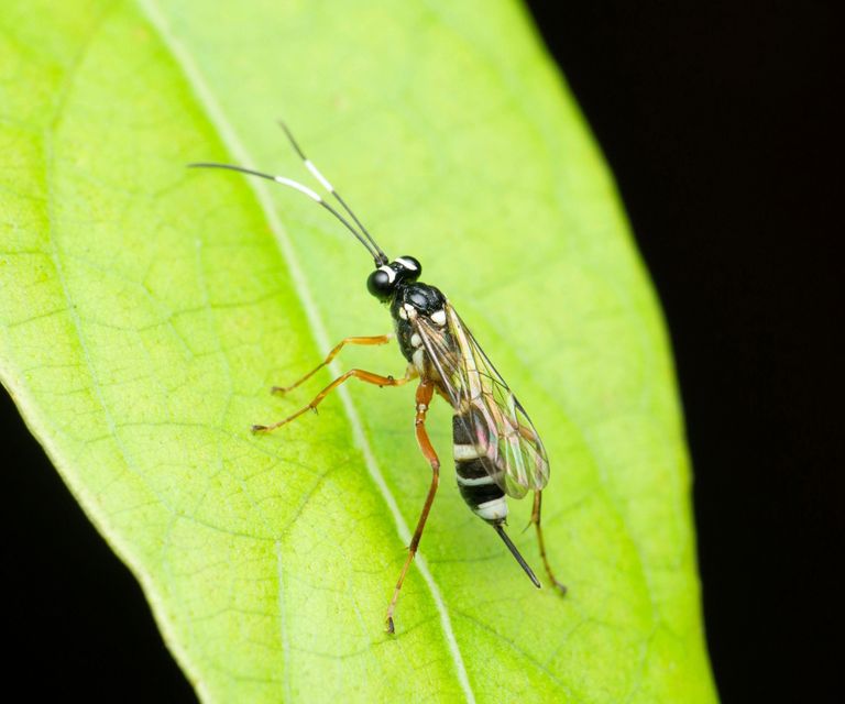 What eats aphids? 5 aphid predators to know about | Homes and Gardens