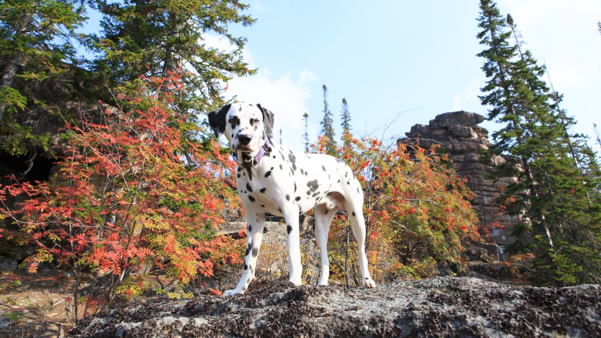 Best dogs for hiking | PetsRadar