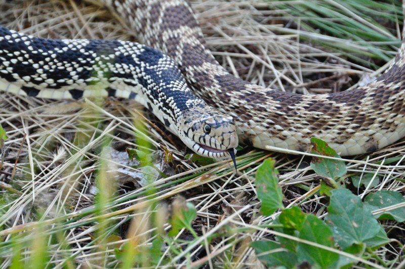 Snake Ancestor Had Ankles and Toes | Live Science