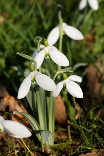 Best snowdrops to grow: our expert picks for a winter garden | Homes ...