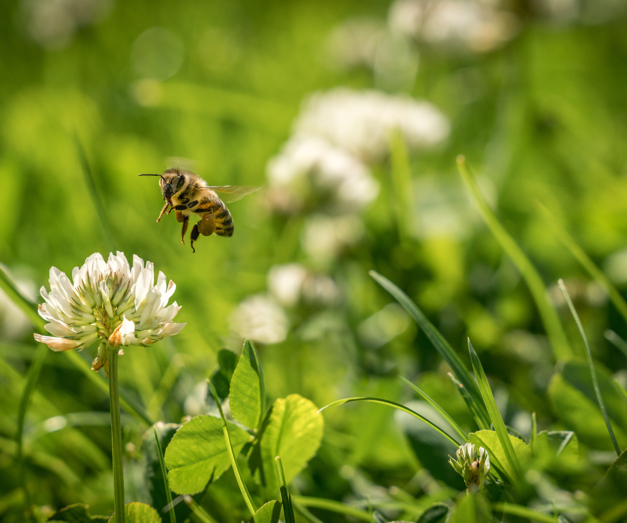 8 unexpected benefits of growing clover in your yard | Homes and Gardens