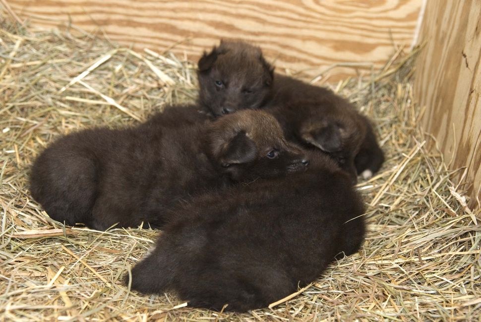 Gallery: Brand-New Baby Wolves | Live Science